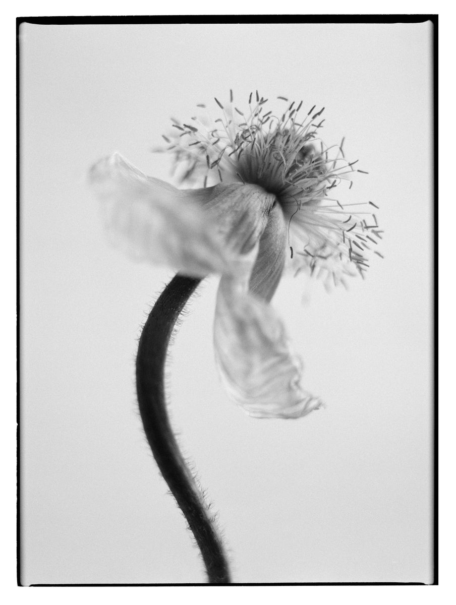 Karina Twiss - Work #13 Poppy - Poster – Collective Oslo